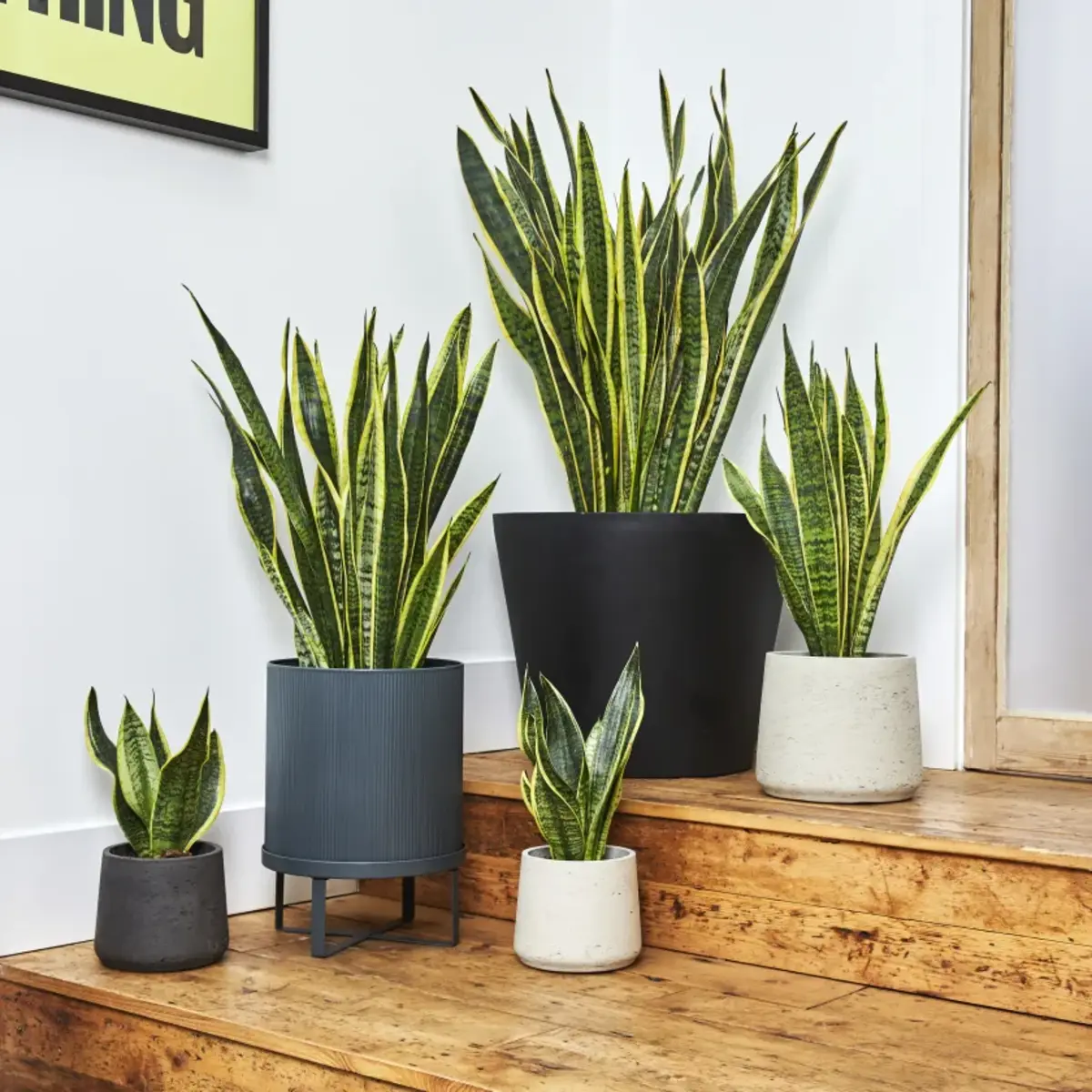 Patch Plants: Integrating with Arena's Fulfillment on AWS | Lambert Labs